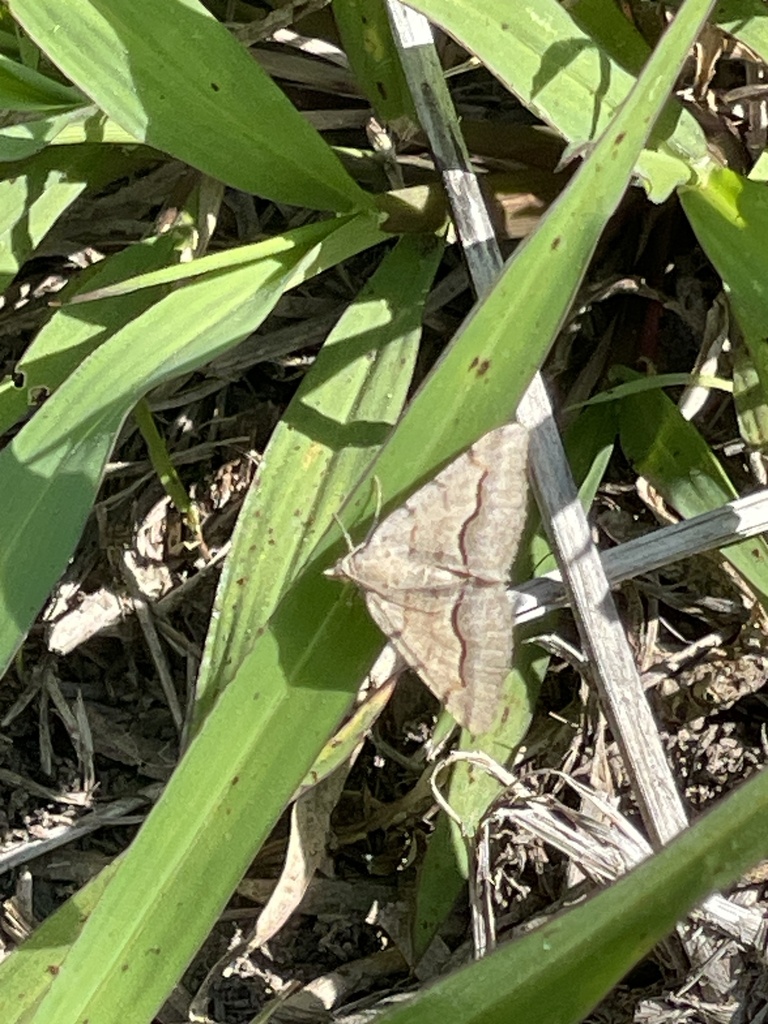 Signate and Mesquite Looper Moths and Allies from Laguna Atascosa ...