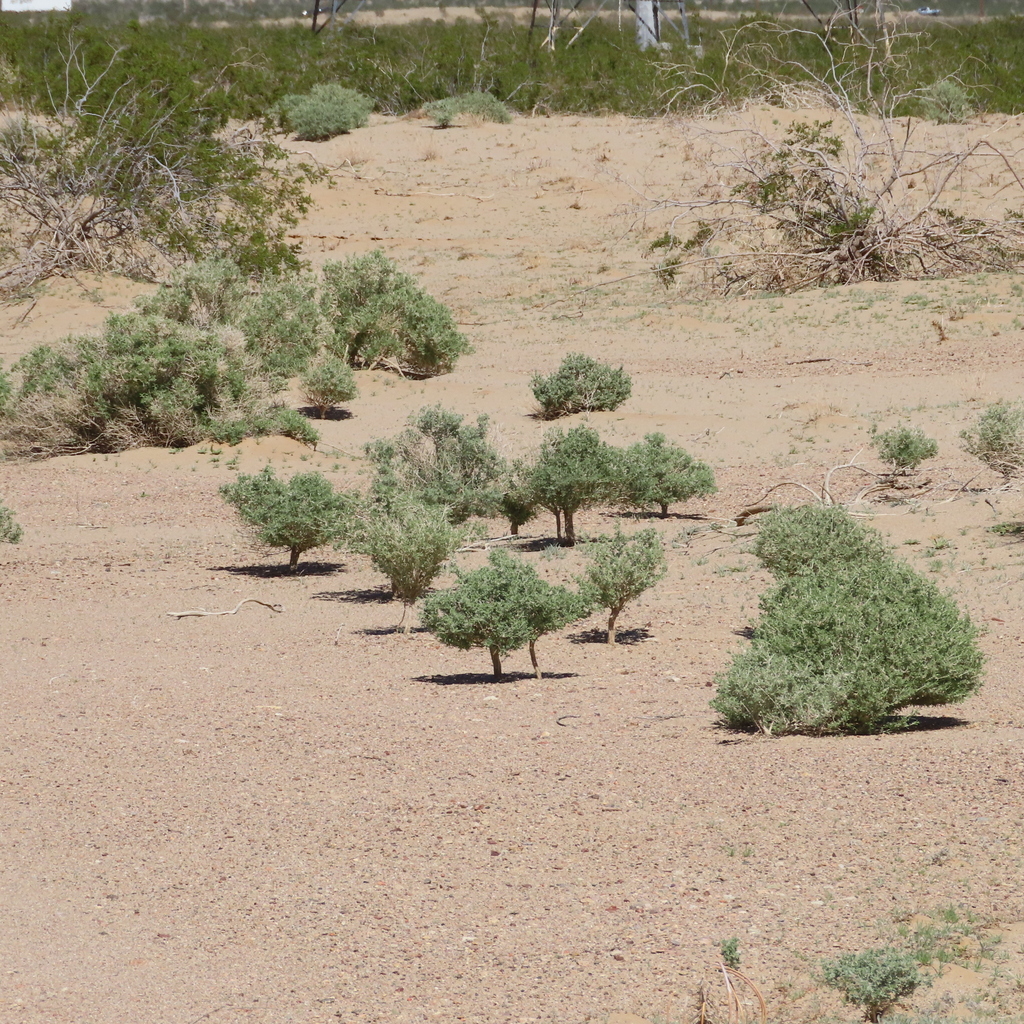 Burrobush from Riverside County, CA, USA on March 1, 2024 at 11:38 AM ...
