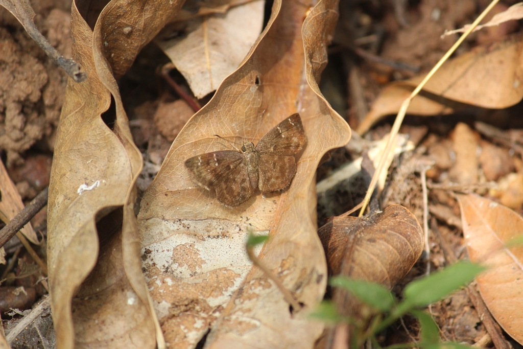 Common Small Flat from Ramanthali on March 2, 2024 by Sindhu Haridas ...