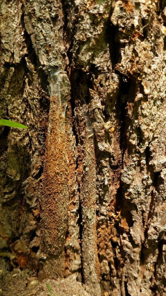 Karsch's Purseweb Spider from West Deptford, NJ, USA on June 5, 2022 at ...