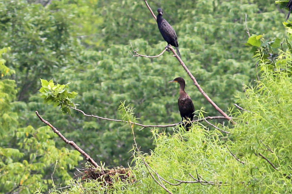 Double-crested Cormorant from Bucks County, PA, USA on July 24, 2013 at ...