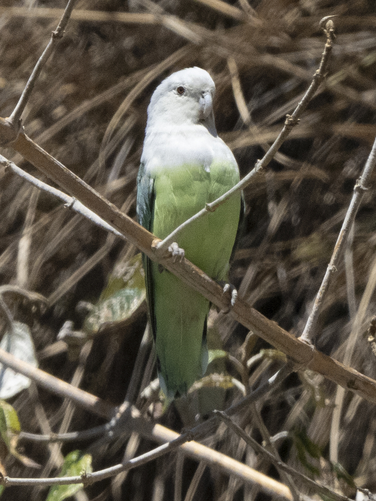 Grey-headed Lovebird from Ambositra, Madagascar on October 26, 2023 at ...