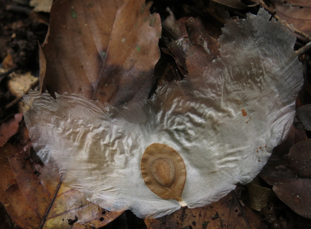 Javan cucumber (Alsomitra macrocarpa) - Botanical Realm