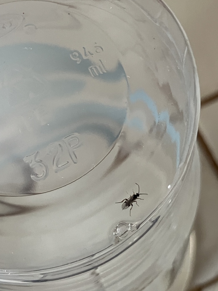 Cabbage White Parasitoid Wasp from W 37th St, Minneapolis, MN, US on ...