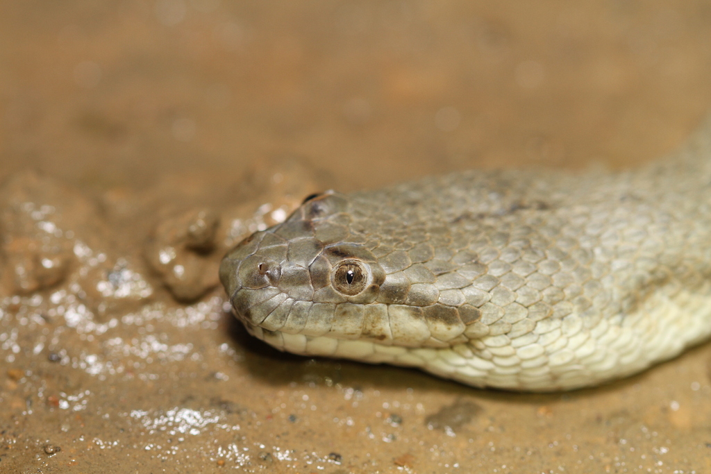 Southeast Asian Bockadam from kabupaten de Banyuasin, Sumatra du Sud ...