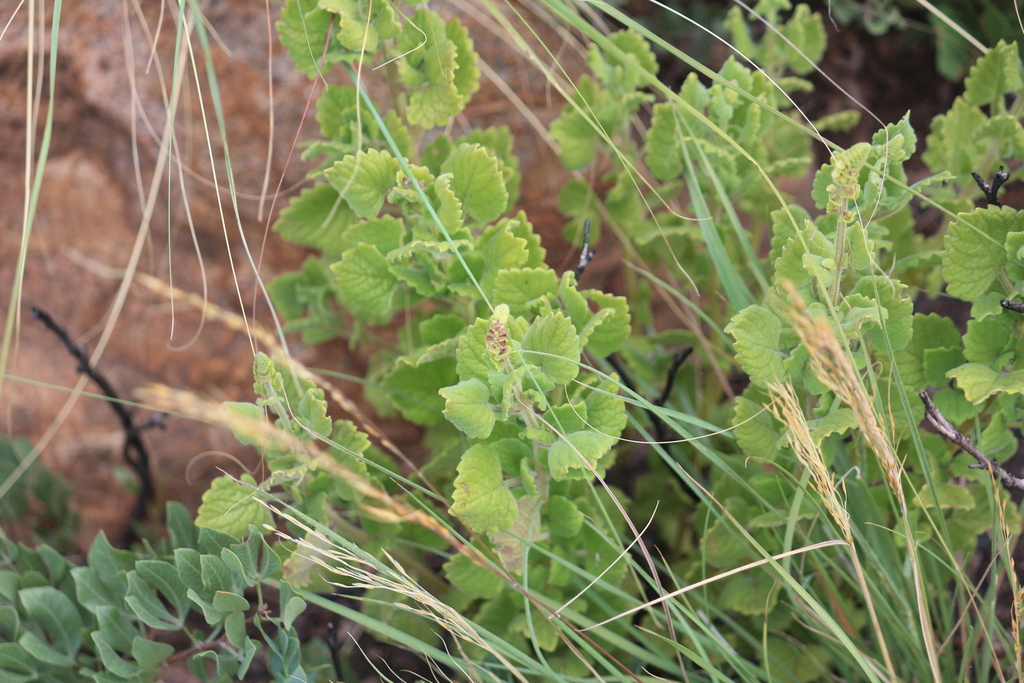 Vicks Plant from Carletonville, 2499, South Africa on March 2, 2024 at ...