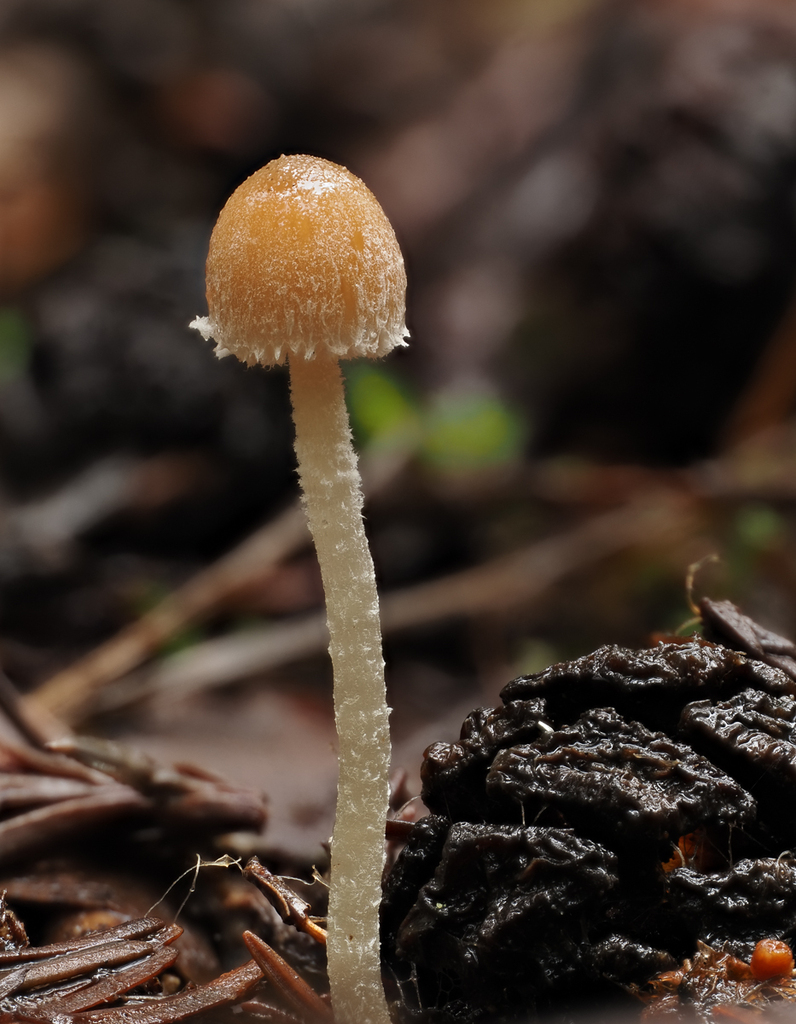 Bolbitius from San Mateo County, CA, USA on January 25, 2024 at 09:35 ...