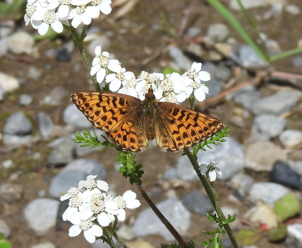 Arctic Fritillary from Big Berland Provincial Recreation Area on August ...