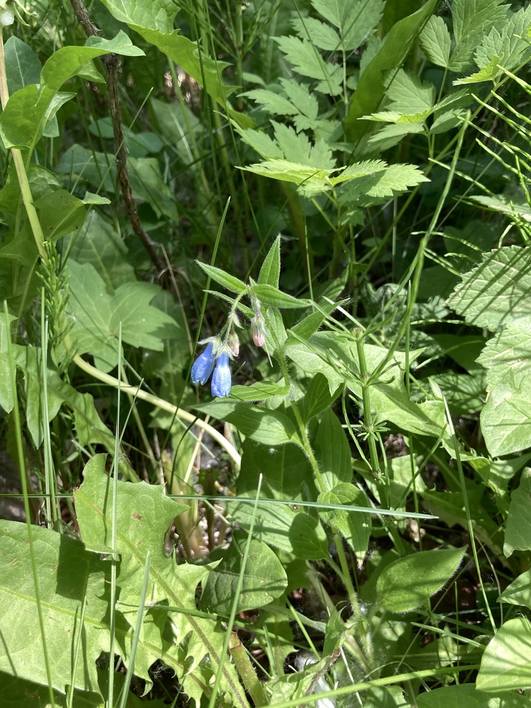 Tall Bluebell from Southwest Calgary, Calgary, AB, Canada on June 10 ...