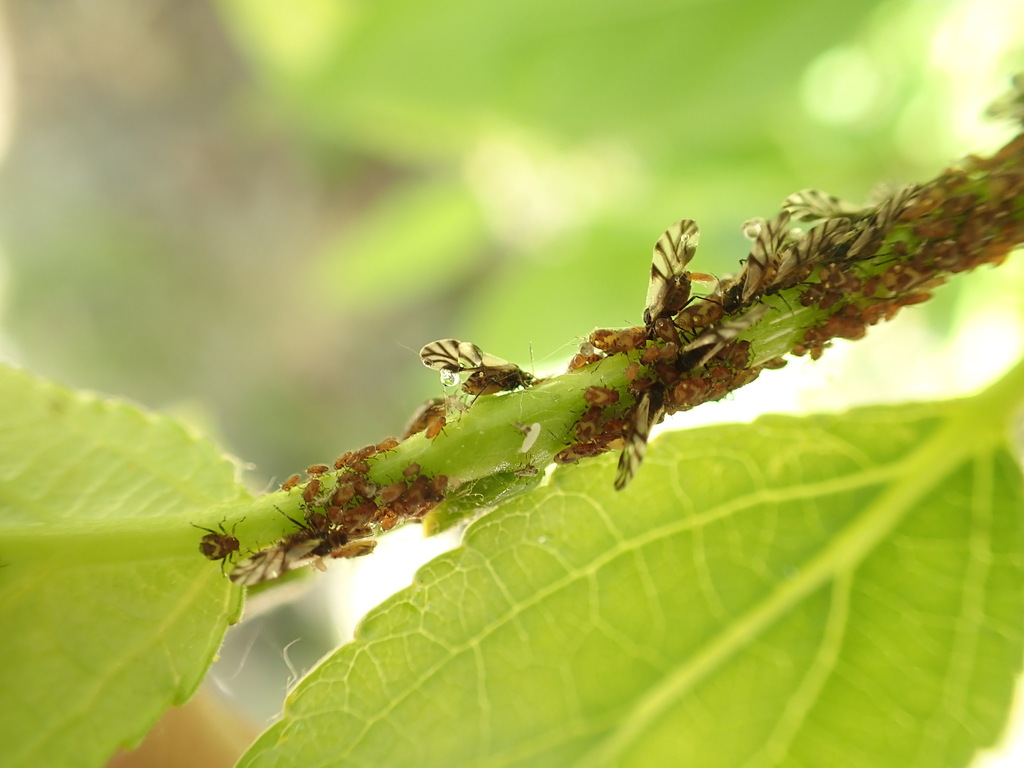 Smoky Poplar Aphid from Southwest Calgary, Calgary, AB, Canada on June ...