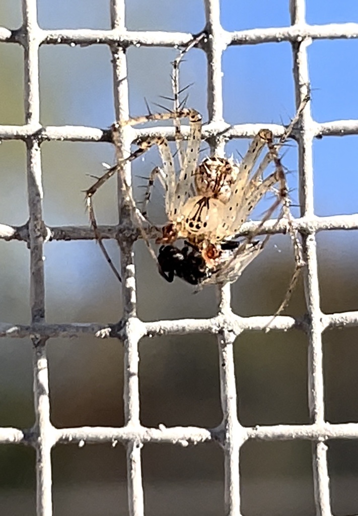Cannibal Spiders from Arizona-Sonora Desert Museum, Tucson, AZ, US on ...