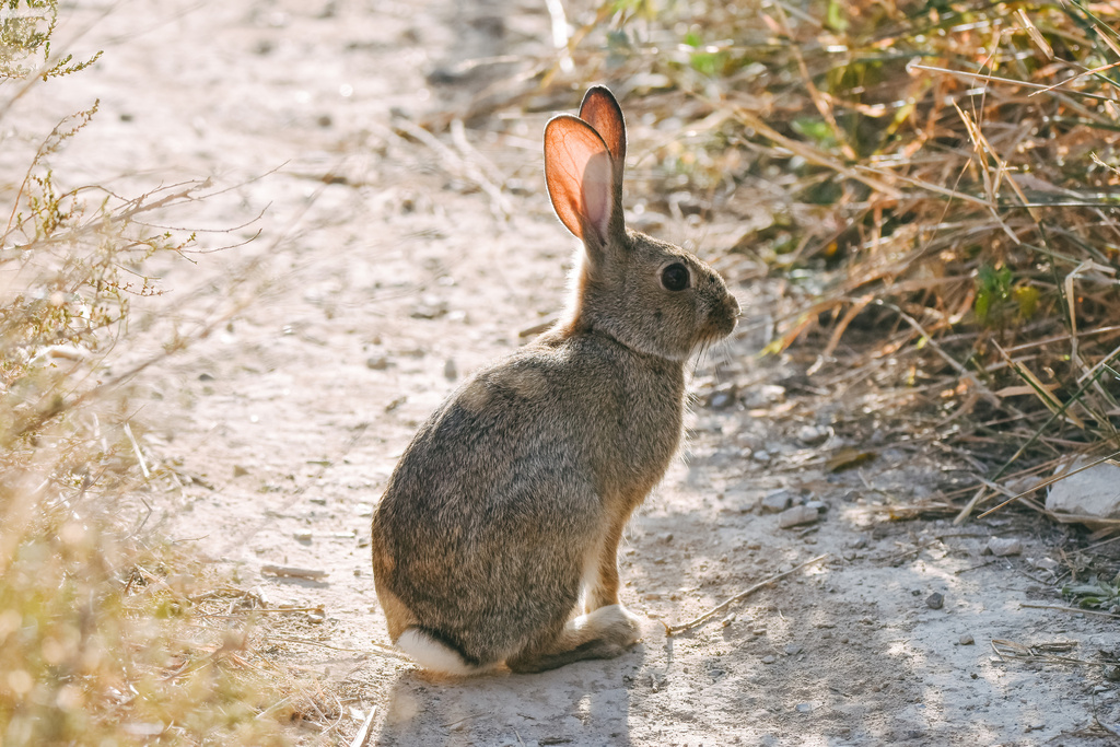 European Rabbit in March 2024 by Sara · iNaturalist