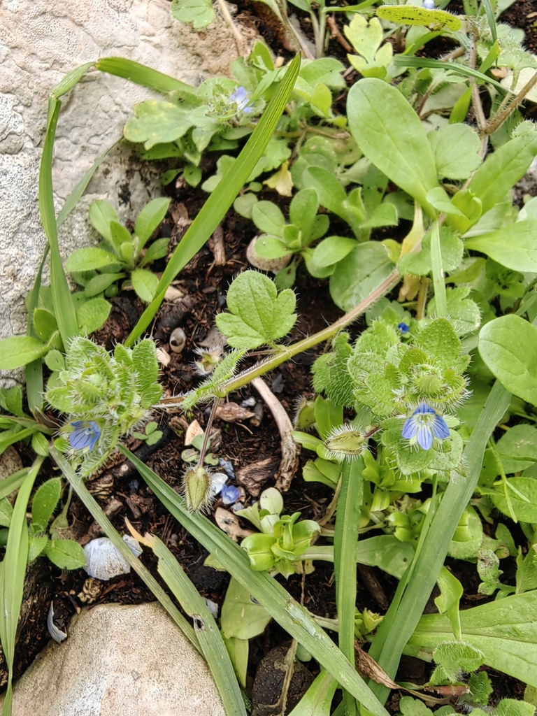 Ivy-leaved Speedwell from Algeria on March 2, 2024 at 01:49 PM by Aissa ...