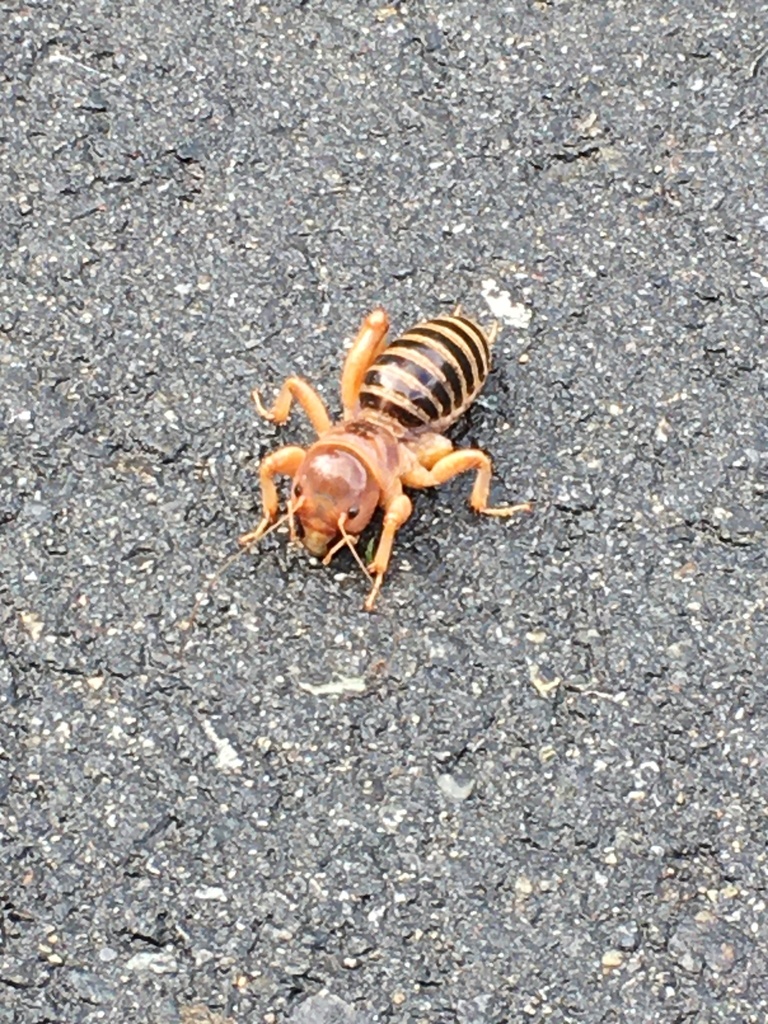 North American Jerusalem Crickets from Laguna Niguel, CA, USA on March ...