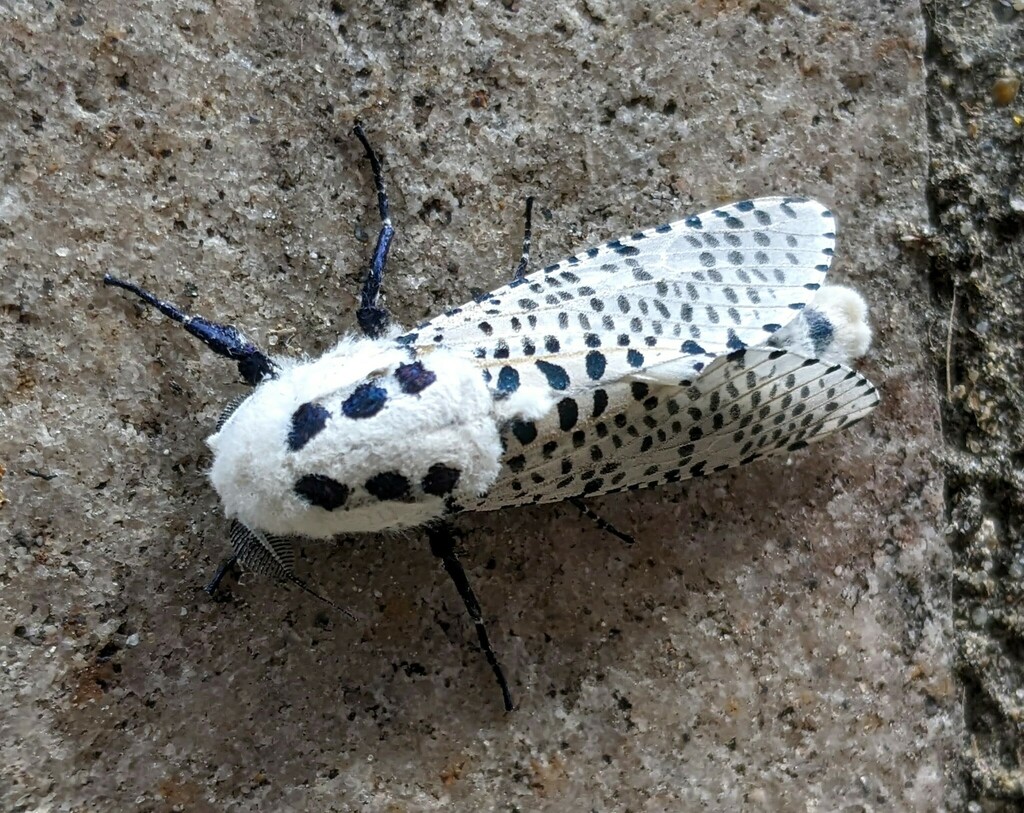 Wood Leopard Moth from 64390 Sauveterre-de-Béarn, France on May 28 ...