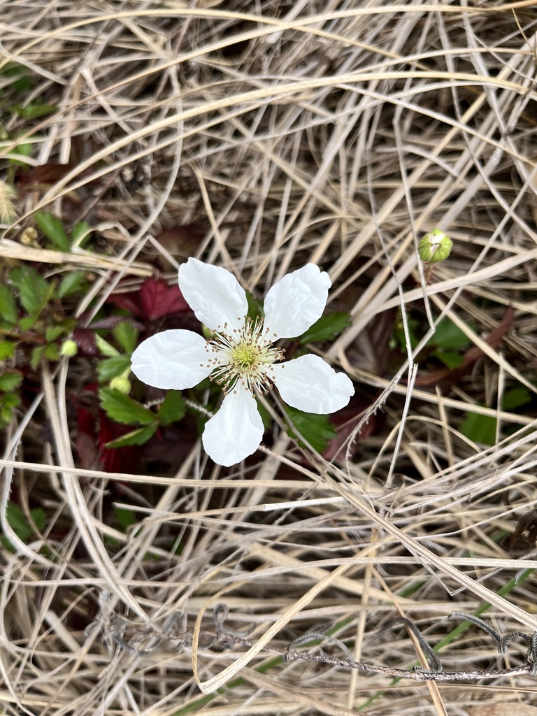 southern dewberry from Damon, TX, US on March 2, 2024 at 12:47 PM by ...