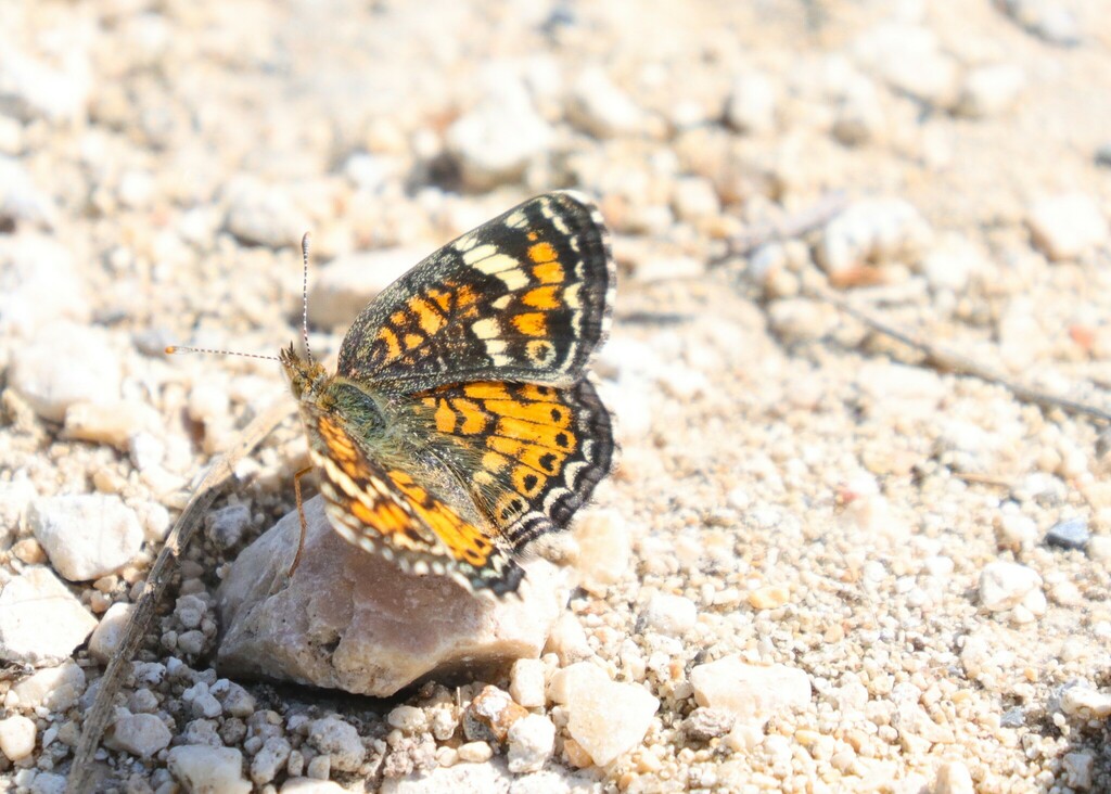 Phaon Crescent from Cameron County, US-TX, US on March 2, 2024 at 12:17 ...