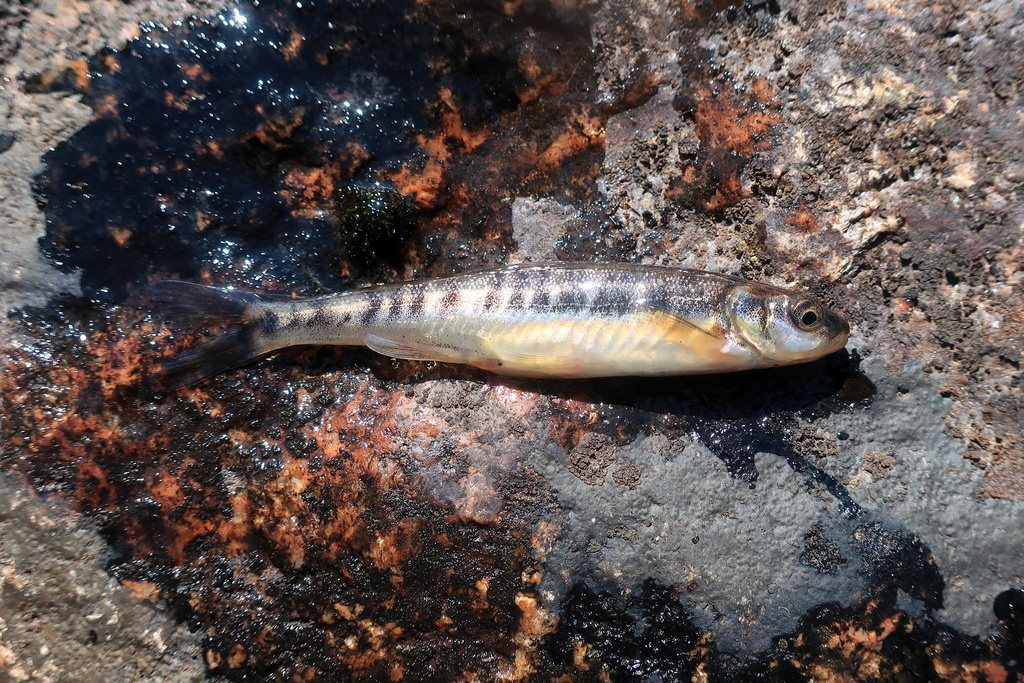 European Minnow from Терский р-н, Мурманская обл., Россия on July 26 ...