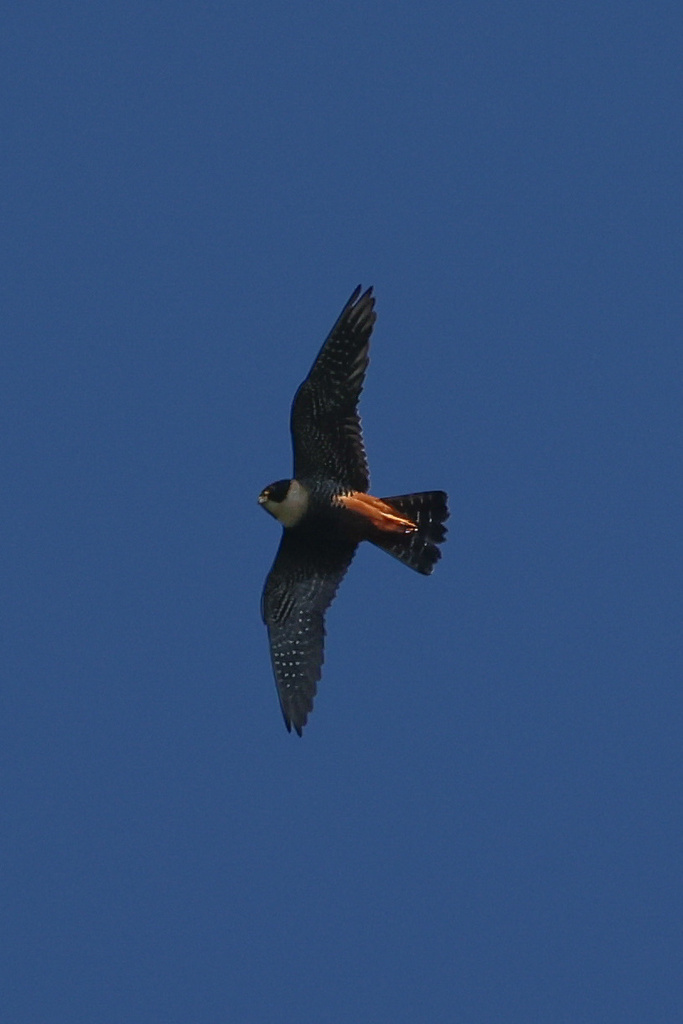 Bat Falcon from Tikal National Park, Flores, Peten, GT on February 25 ...