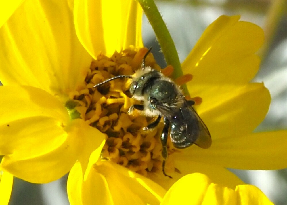 Mason Bees from Las Vistas, Avondale, AZ 85392, USA on February 29 ...
