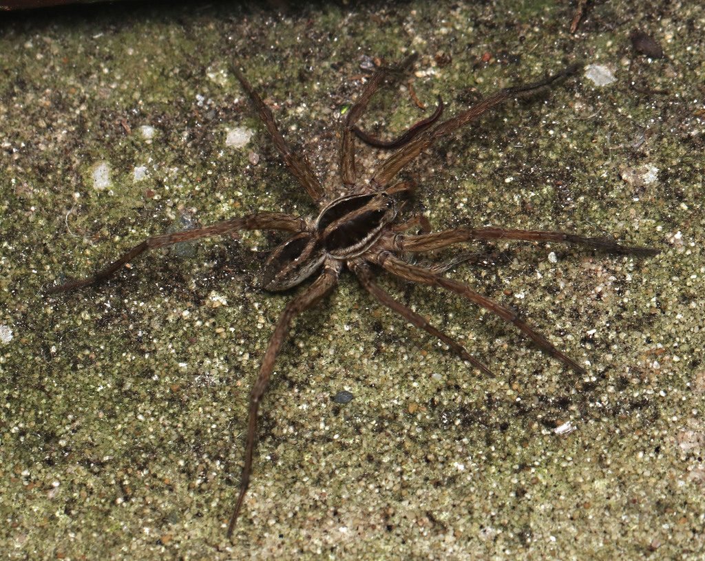 Wolf Spiders in February 2024 by juliegraham173 · iNaturalist