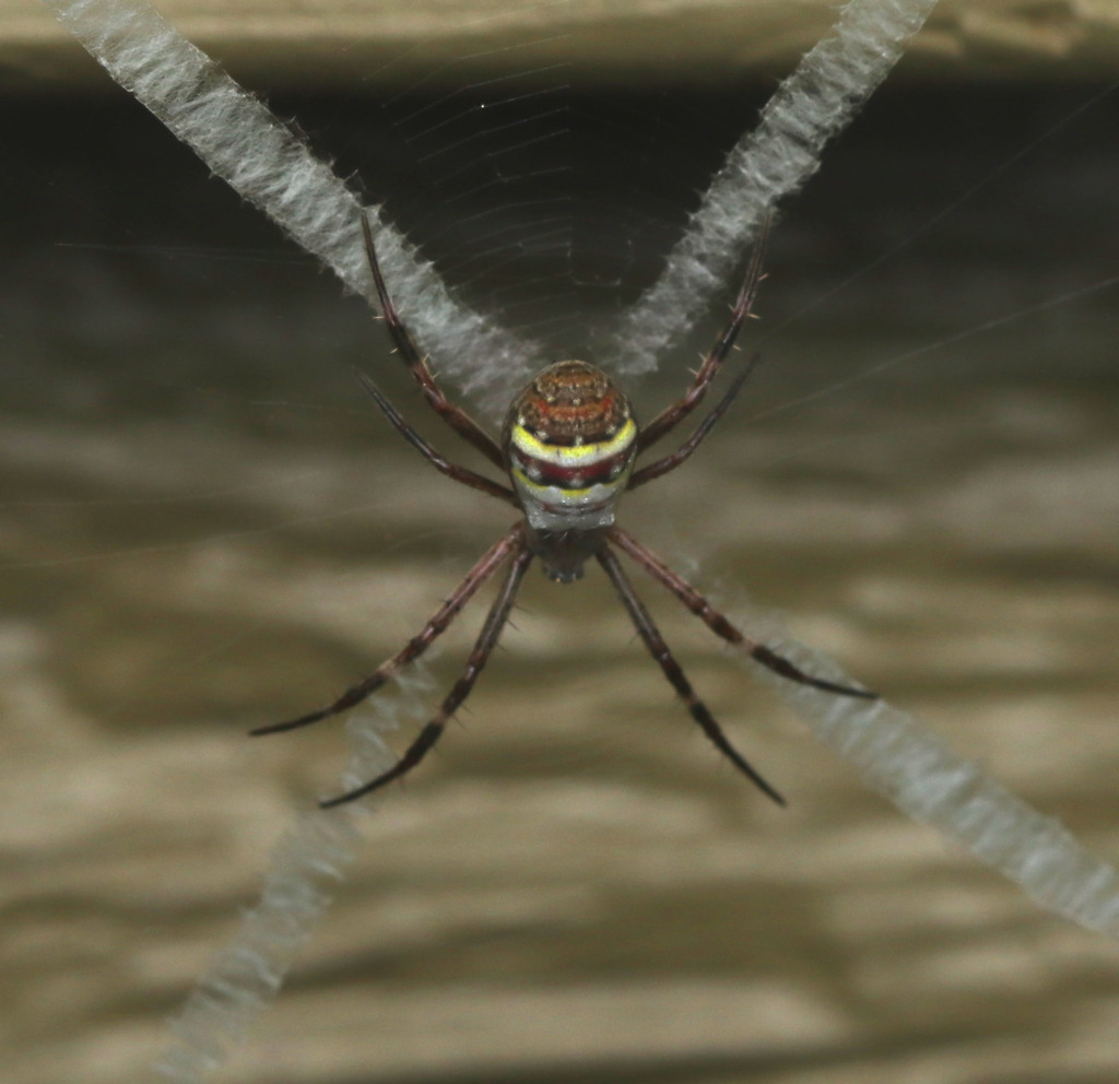Saint Andrew's Cross Spider in February 2024 by juliegraham173 ...