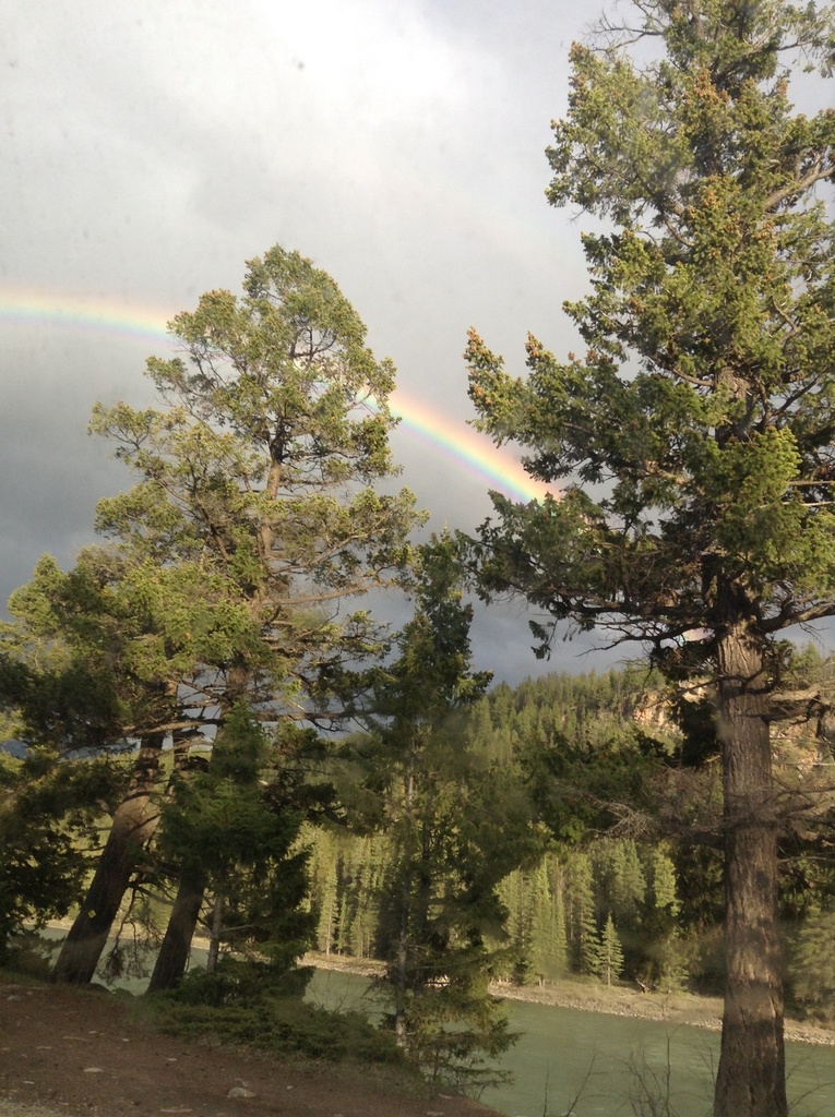 Rocky Mountains Douglas-fir from Jasper National Park, Jasper, AB, CA ...