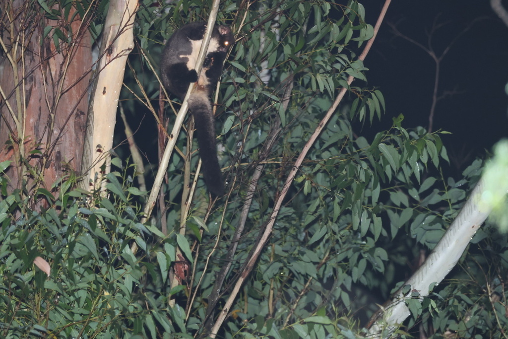 Greater Glider from Watagan State Forest, Olney, NSW, AU on March 2 ...