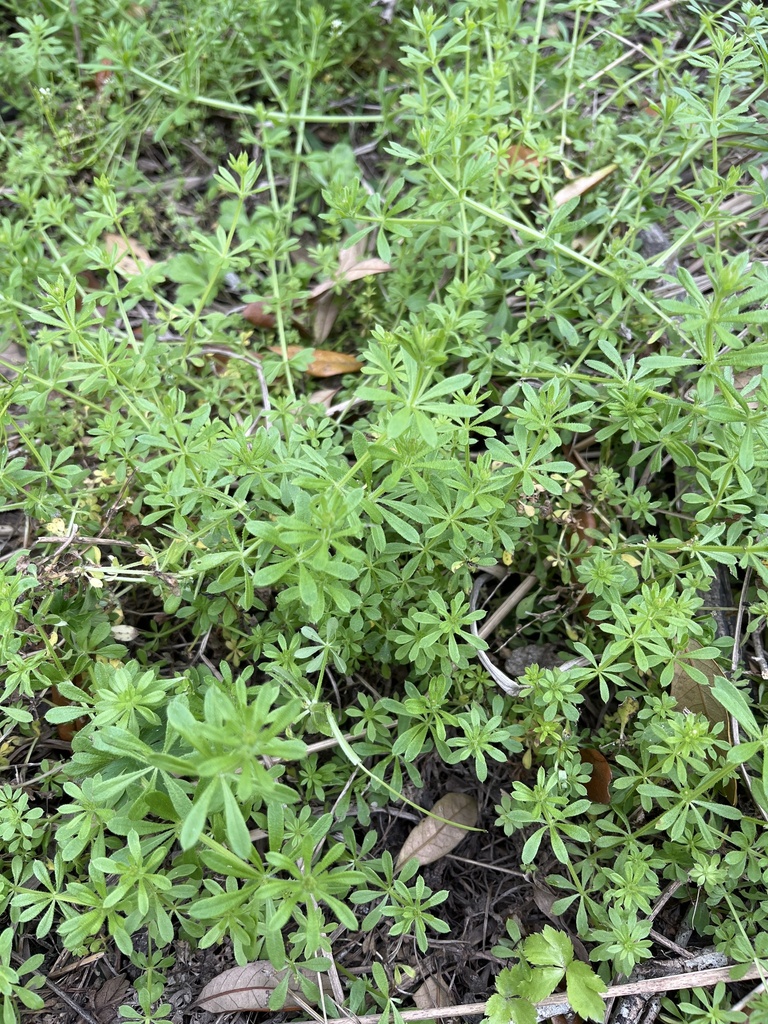 catchweed bedstraw from Brazoria County, US-TX, US on March 2, 2024 at ...