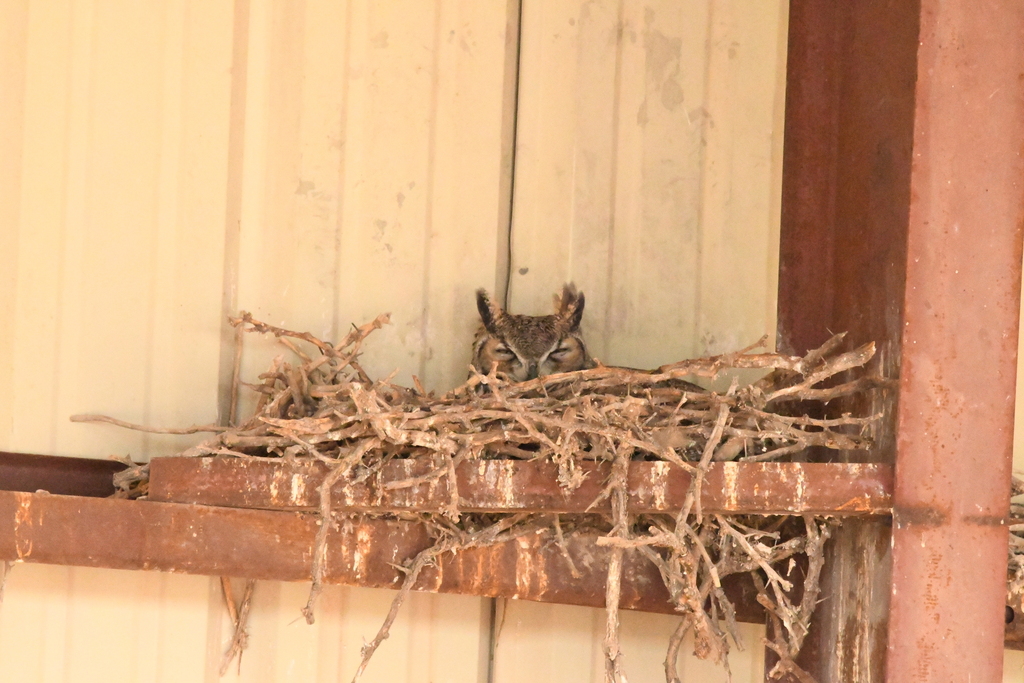 Great Horned Owl from Chaves County, NM, USA on February 24, 2024 at 04 ...