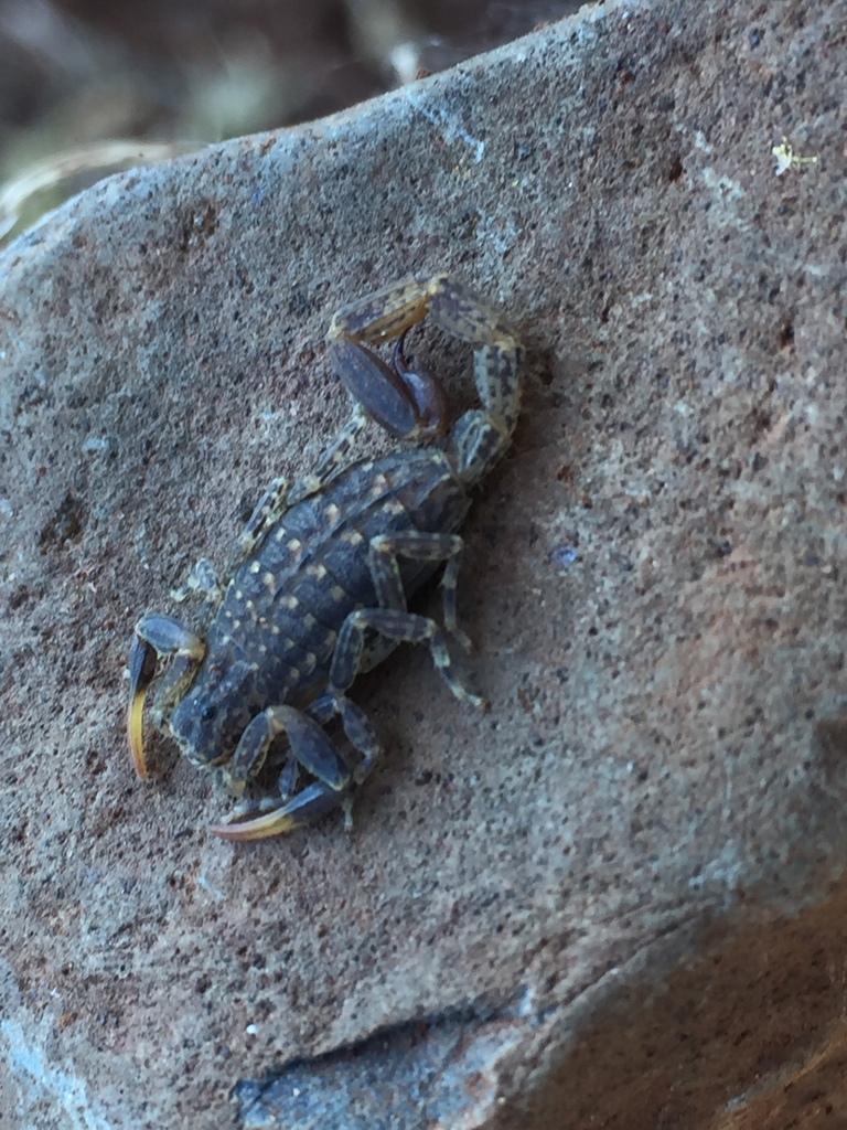 Lychas obsti from Buuri, Kenya on February 23, 2023 at 03:38 PM by ...