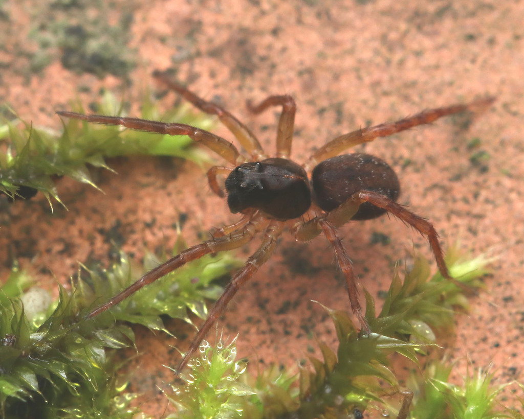 Wolf Spiders in February 2024 by juliegraham173 · iNaturalist