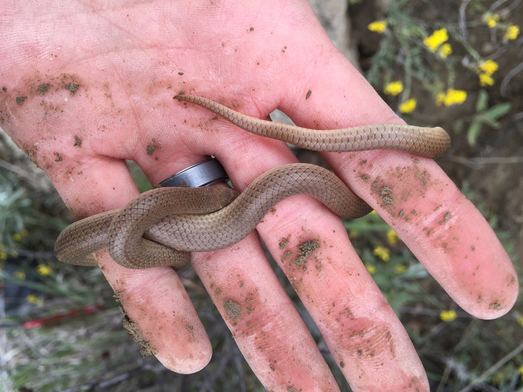 Great Plains Ground Snake in April 2016 by Jenny Smith. Flipped ...
