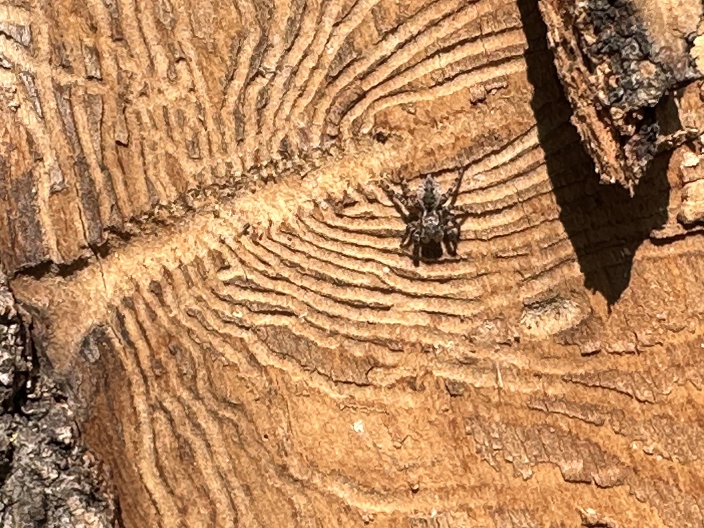 Scolytus from UNAM Universidad Nacional Autónoma de México, Coyoacán ...