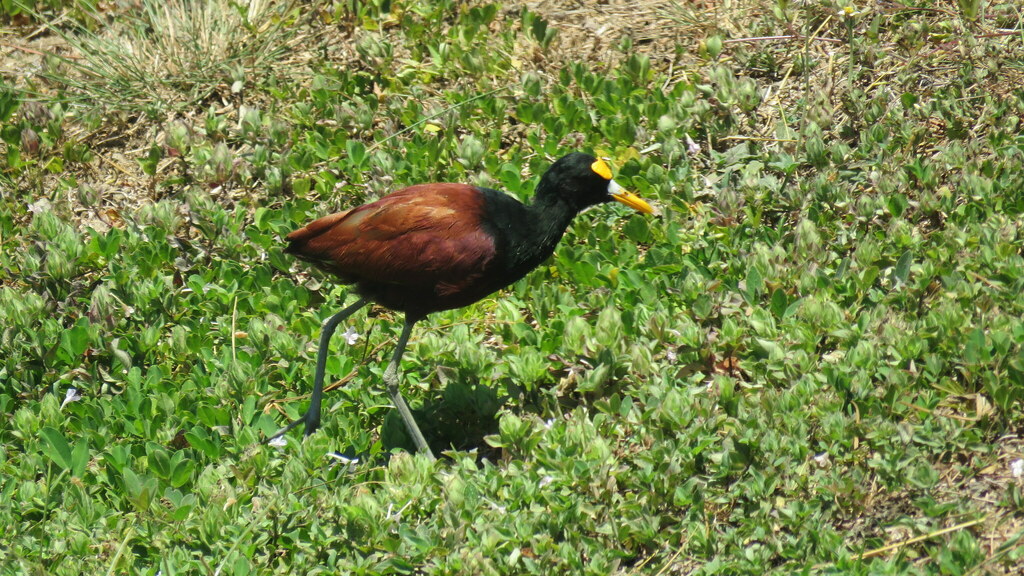 Northern Jacana from Provincia de Puntarenas, Garabito, Costa Rica on ...