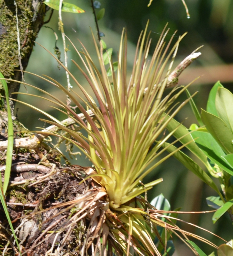 cardinal airplant from Pococí, Limón, Pococí, Costa Rica on March 27 ...