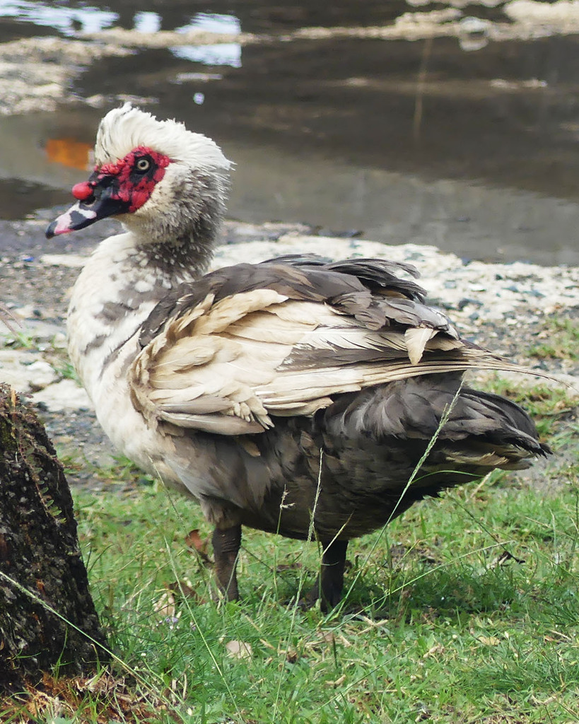 Domestic Muscovy Duck from Las Casas, San Juan, 00915, Puerto Rico on ...