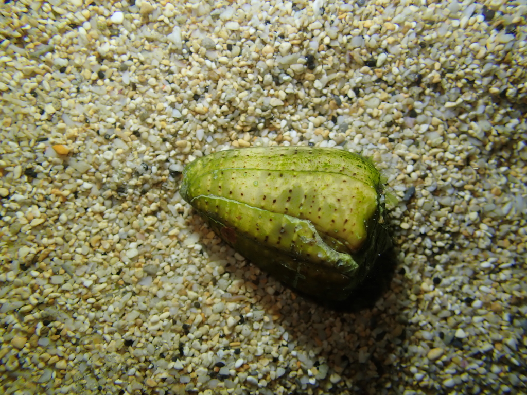 Conus from Lord Howe Island, Cobbys Corner on March 2, 2024 at 06:18 PM ...