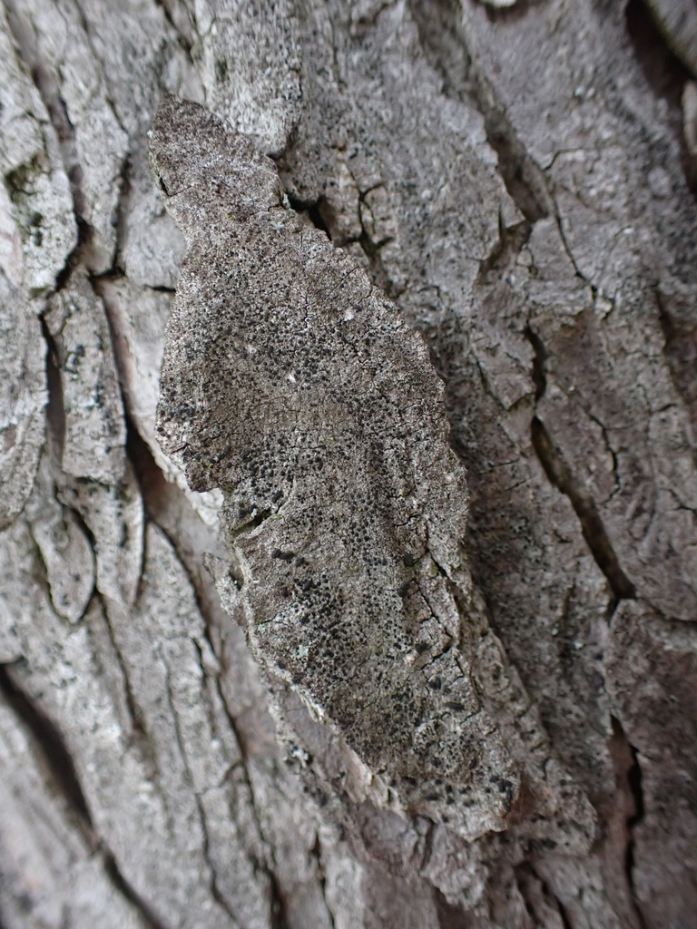 Hysterium from Gersthof, Wien, Österreich on March 2, 2024 at 03:28 PM ...