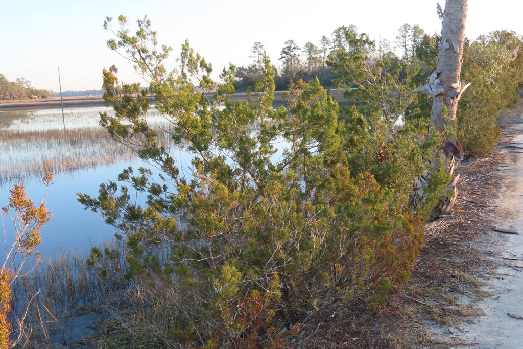 Southern Redcedar from Margaret Island, Jasper County, SC, USA on ...