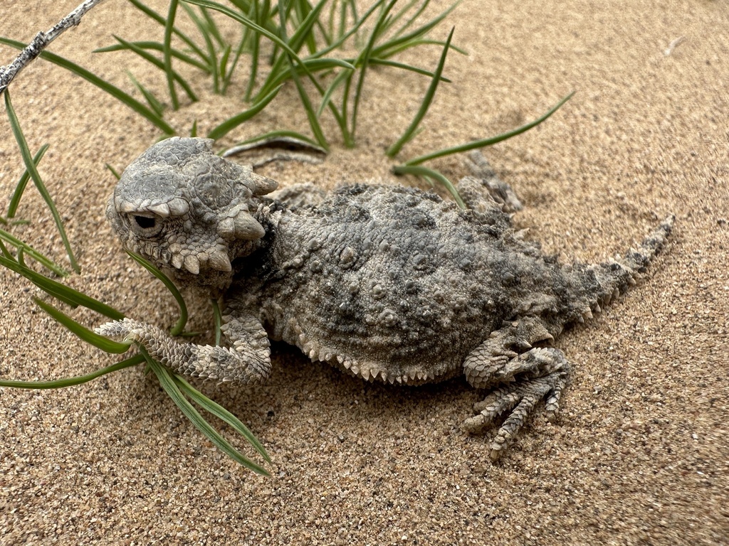 Desert Horned Lizard from Death Valley, CA, US on March 2, 2024 at 12: ...