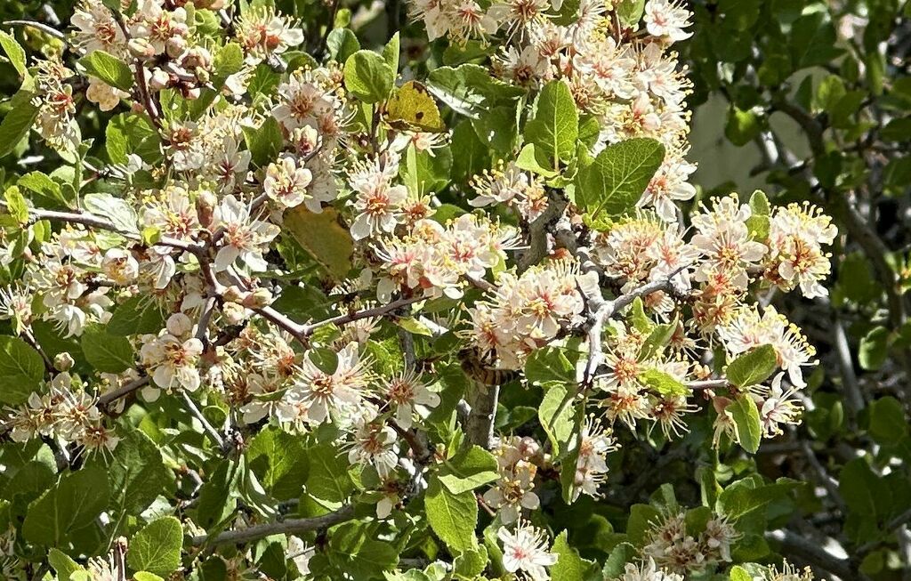 Desert Apricot from San Diego County, CA, USA on February 28, 2024 at ...