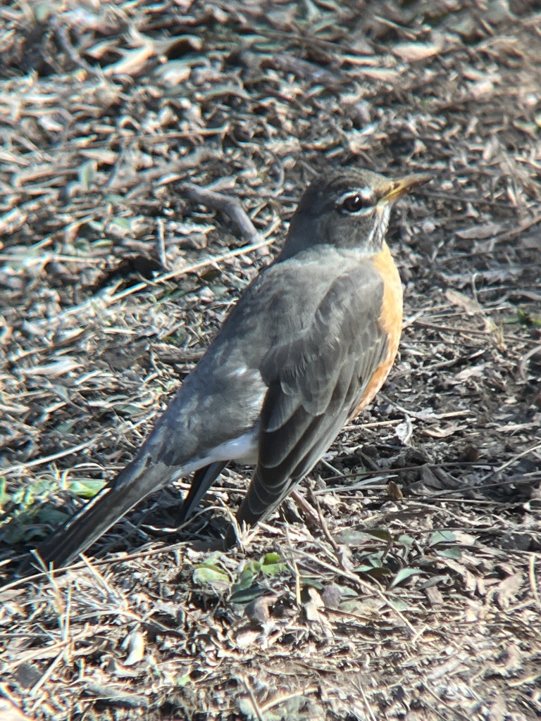 American Robin from Forest Park, St. Louis, MO, US on March 2, 2024 at ...
