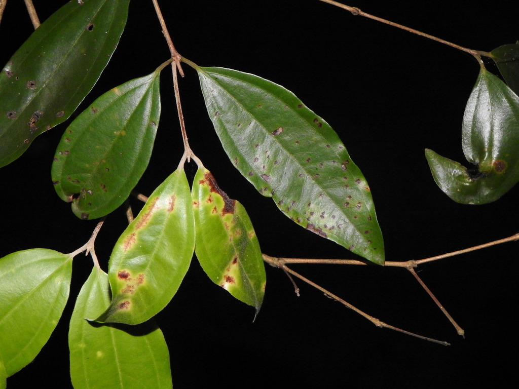 Myrtle Rust from Glenview QLD 4553, Australia on December 30, 2020 at ...