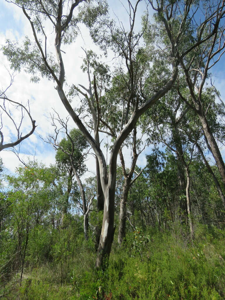 gum trees from Kaputar NSW 2390, Australia on March 2, 2024 by Josh ...