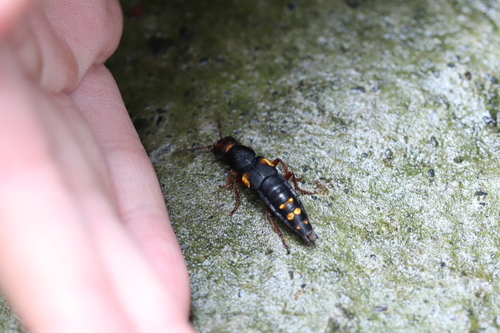 Agelosus auricomus · iNaturalist