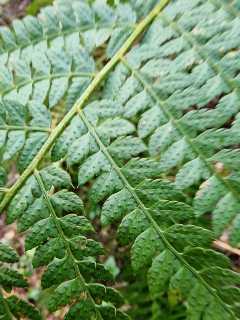 soft shield fern from Fairlight Glen, Hastings TN35 5DT, UK on March 2 ...