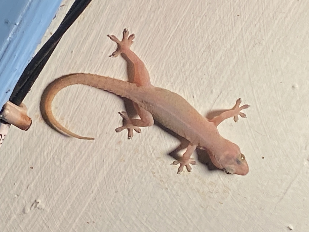 Asian House Gecko from Tobago, Trinidad and Tobago, TT on March 2, 2024 ...