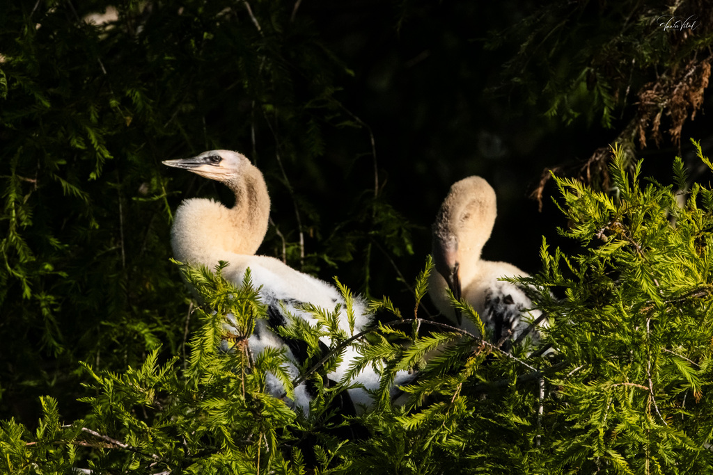 Anhinga from Green Cay Nature Center & Wetlands, 12800 Hagen Ranch Rd ...