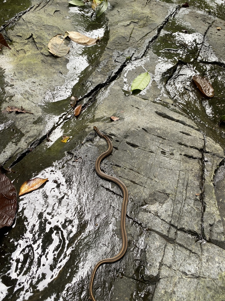 Peters' Running Snake in March 2024 by leonidaszs · iNaturalist